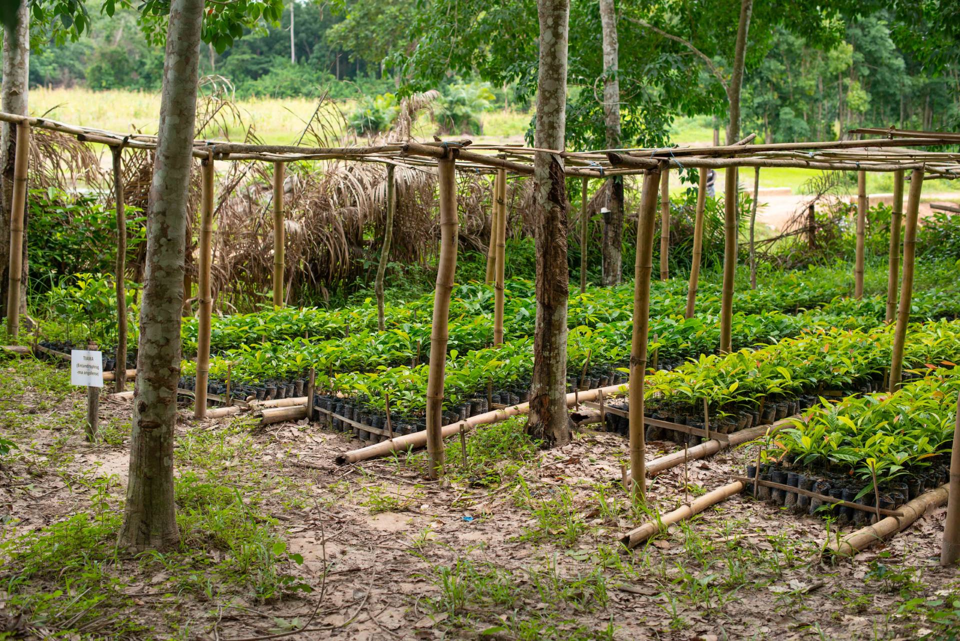 Restoring the West Africa’s Cavally Forest | The Nestle Cocoa Plan