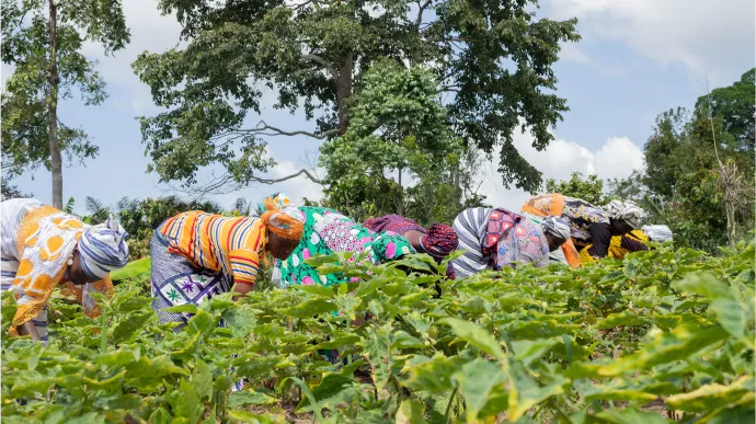 The Income Accelerator Program | The Nestle Cocoa Plan